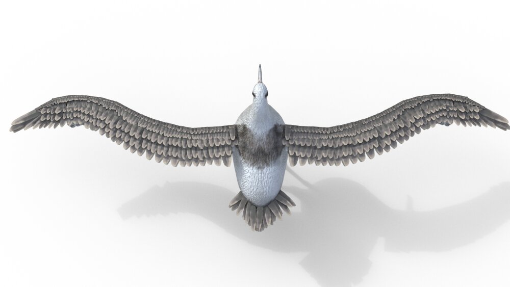 Albatross Blend 3D model - Download Birds on 3DModels.org