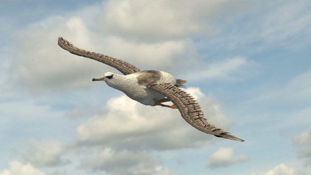 Albatross Blend 3D model - Download Birds on 3DModels.org