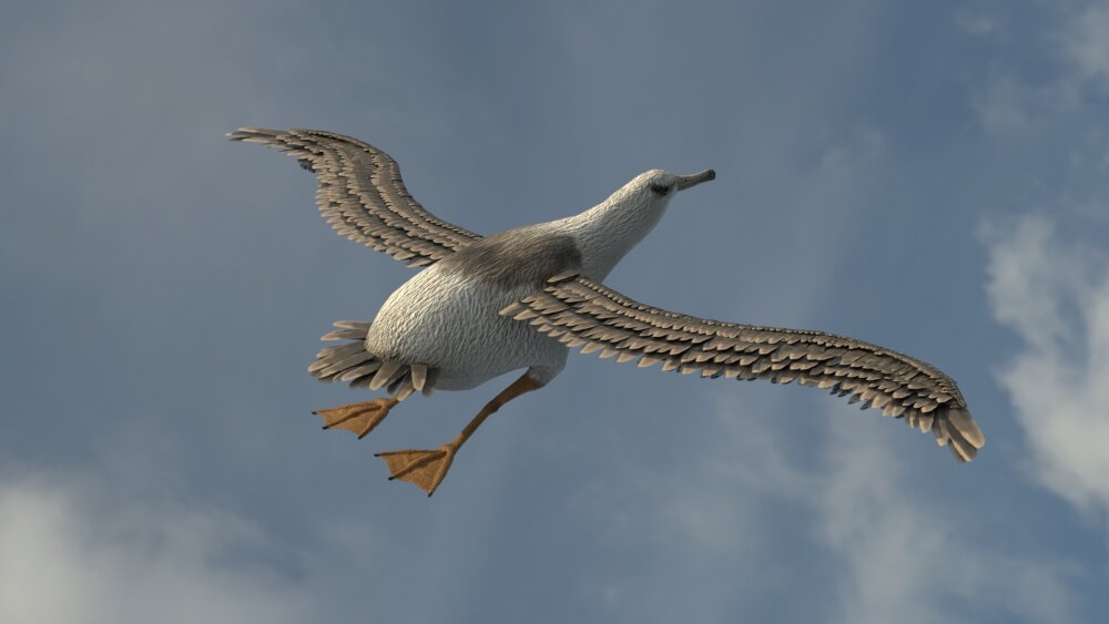 Albatross Blend 3D model - Download Birds on 3DModels.org