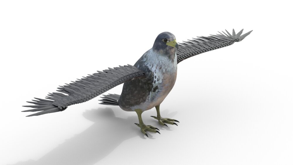 Falcon Blend 3D model - Download Birds on 3DModels.org