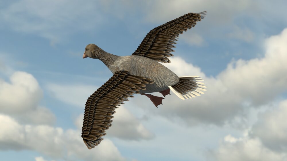 Goose Blend 3D model - Download Birds on 3DModels.org