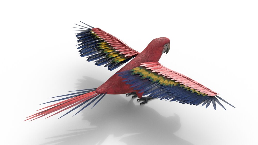 Macaw Parrot Blend 3D model - Download Birds on 3DModels.org
