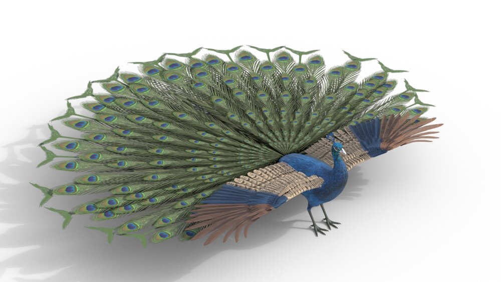Peacock Blend 3D model - Download Birds on 3DModels.org