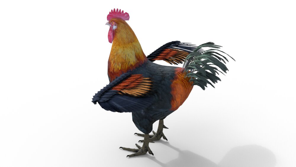 Rooster Blend 3D model - Download Birds on 3DModels.org