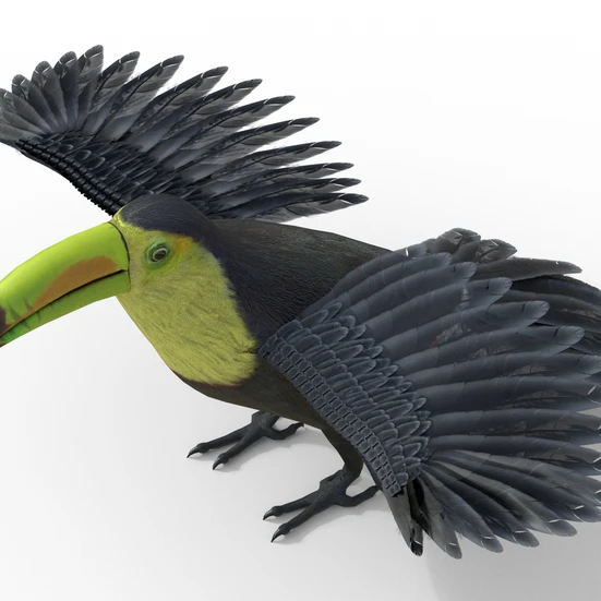 Toucan 3D Models Download - 3DModels.org