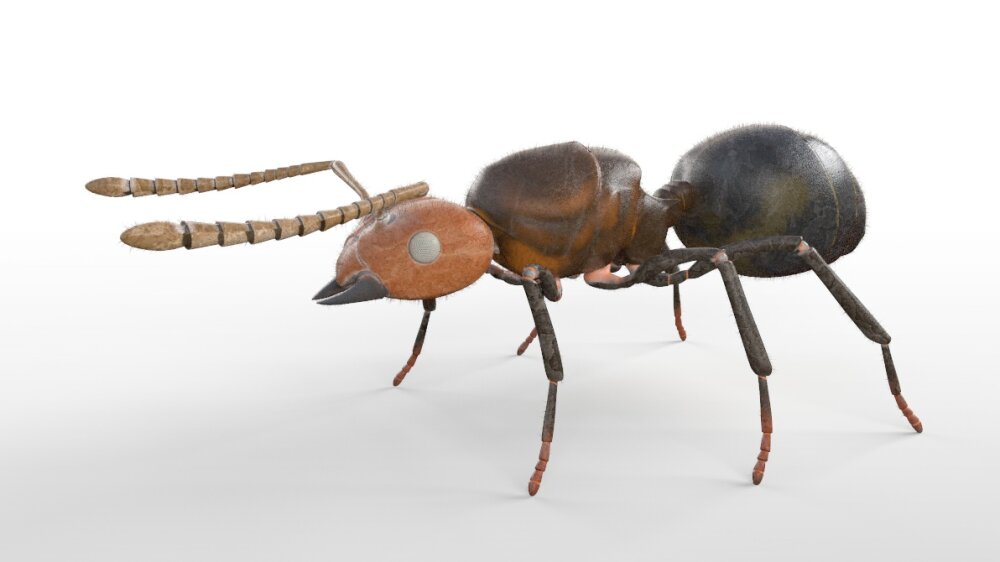 Ant C4D 3D model - Download Insects on 3DModels.org