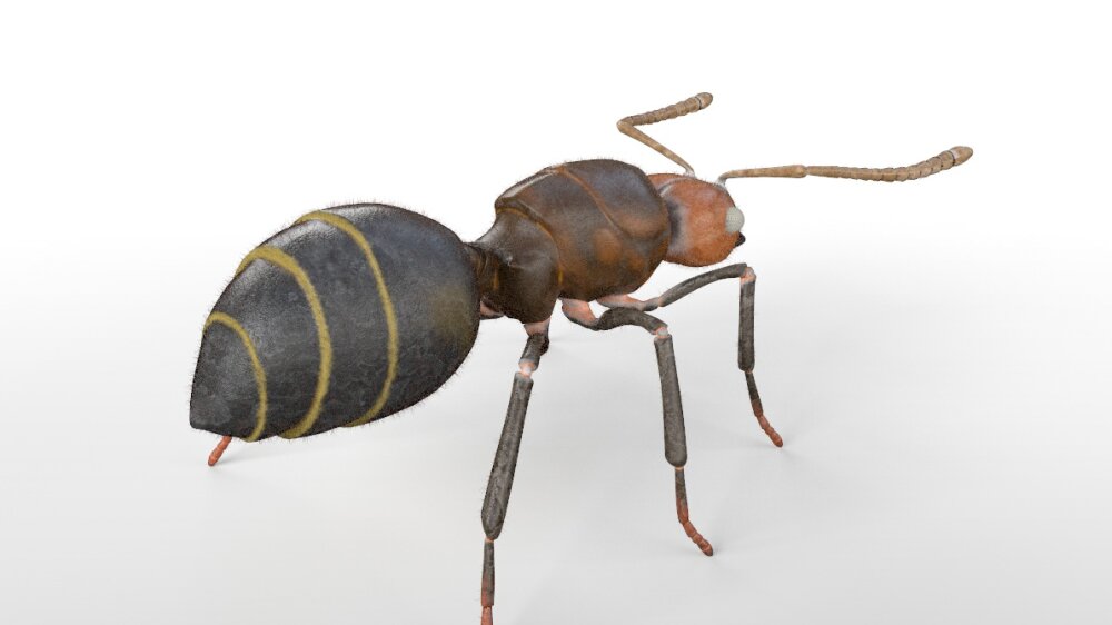 Ant C4D 3D model - Download Insects on 3DModels.org