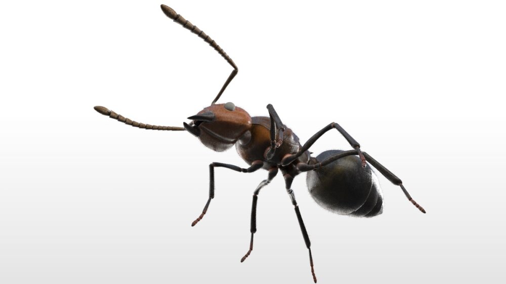 Ant C4D 3D model - Download Insects on 3DModels.org
