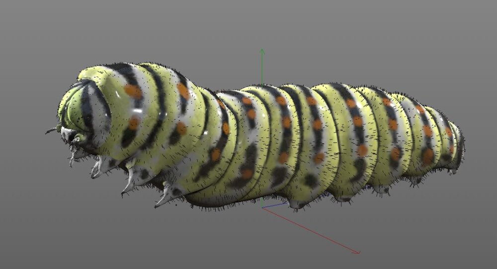 Caterpillar C4D 3D model - Download Insects on 3DModels.org