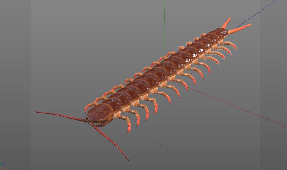 Centipede C4D 3D model - Download Arthropod on 3DModels.org