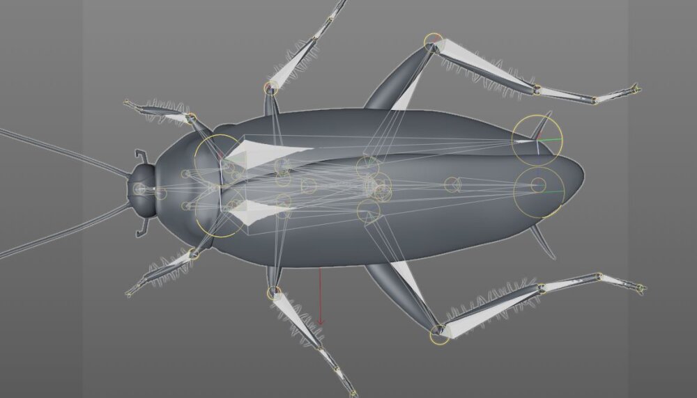 Cockroach C4D 3D model - Download Insects on 3DModels.org