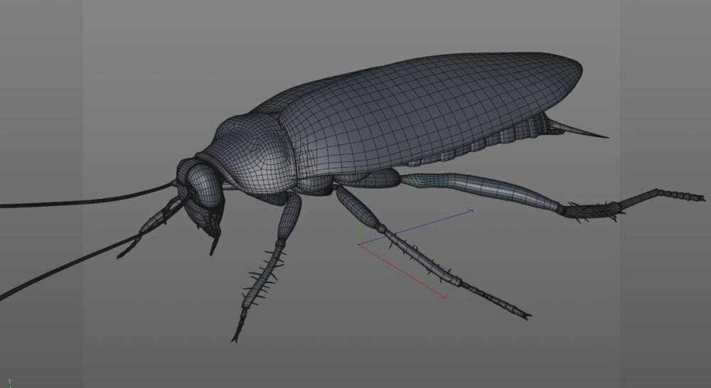 Cockroach C4D 3D model - Download Insects on 3DModels.org