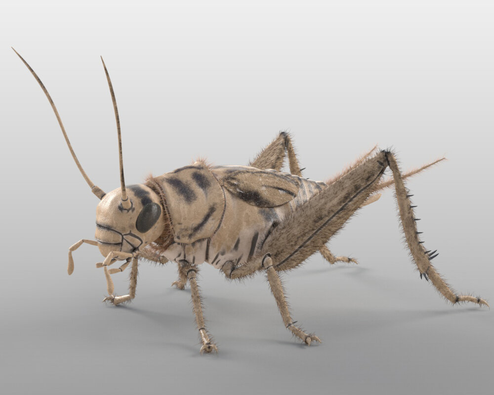 Cricket C4D 3D model - Download Insects on 3DModels.org
