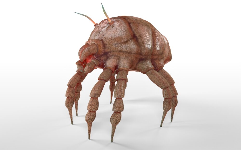 Dust Mite C4D 3D model - Download Arthropod on 3DModels.org