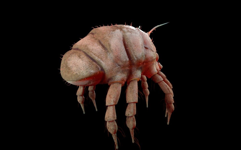 Dust Mite C4D 3D model - Download Arthropod on 3DModels.org