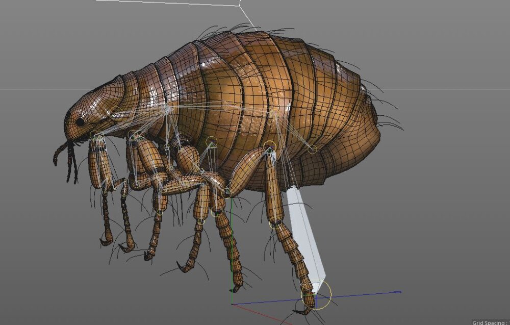 Flea C4D 3D model - Download Insects on 3DModels.org
