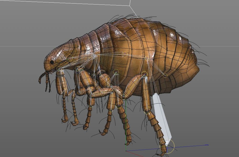 Flea C4D 3D model - Download Insects on 3DModels.org