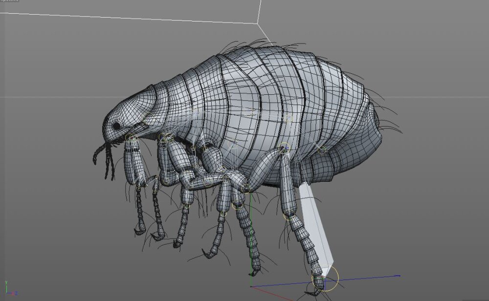 Flea C4D 3D model - Download Insects on 3DModels.org