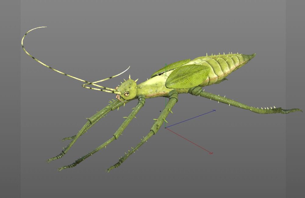 Jungle Nymph C4D 3D model - Download Insects on 3DModels.org