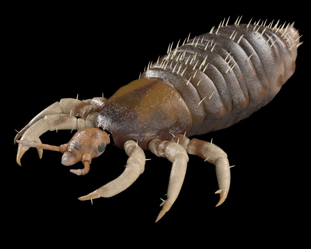 Louse C4D 3D model - Download Insects on 3DModels.org