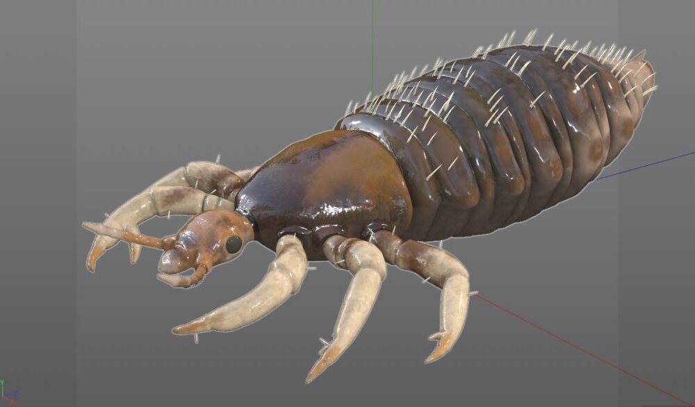 Louse C4D 3D model - Download Insects on 3DModels.org