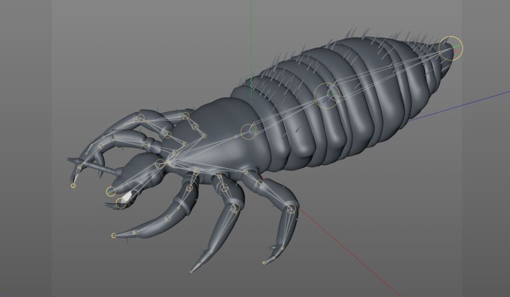 Louse C4D Modelo 3D - Descargar Insectos on 3DModels.org