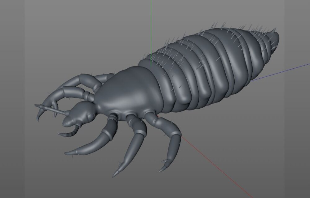 Louse C4D 3D model - Download Insects on 3DModels.org