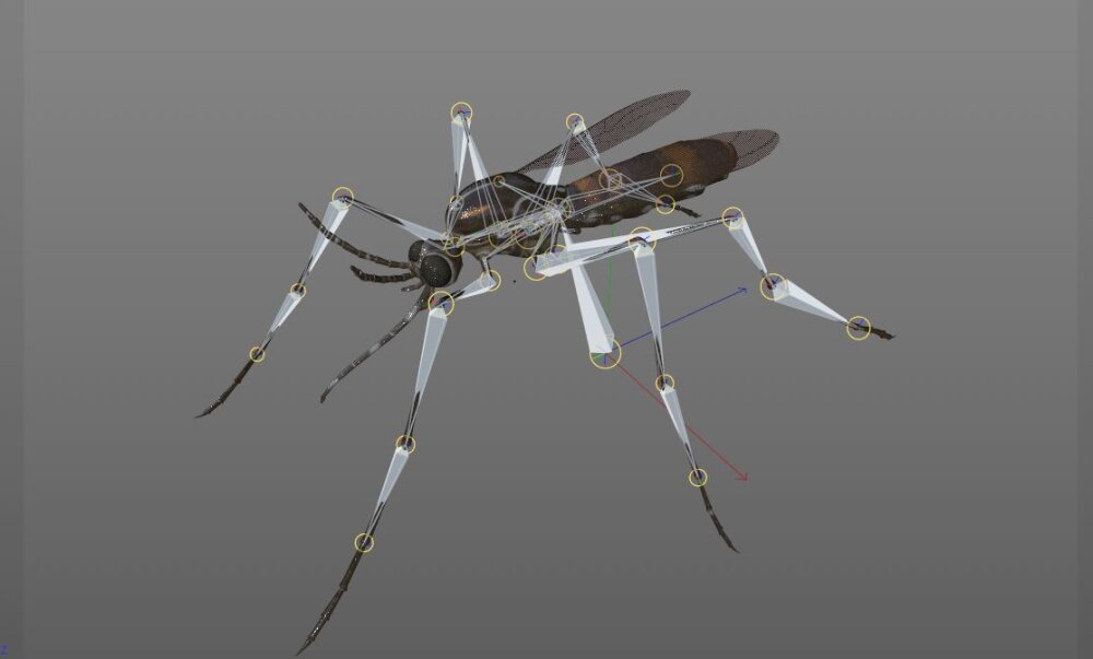 Mosquito C4D 3D model - Download Insects on 3DModels.org