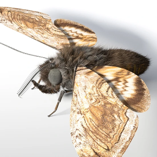 Moth 3D Models Download - 3DModels.org