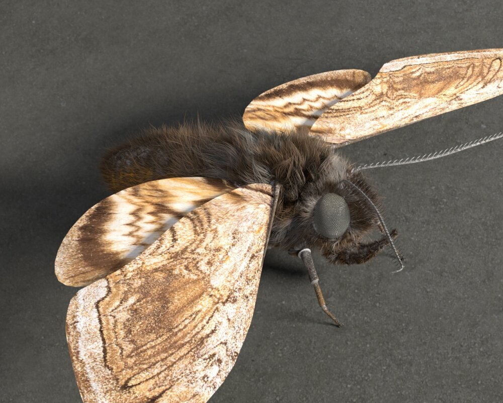 Moth C4D 3D model - Download Insects on 3DModels.org
