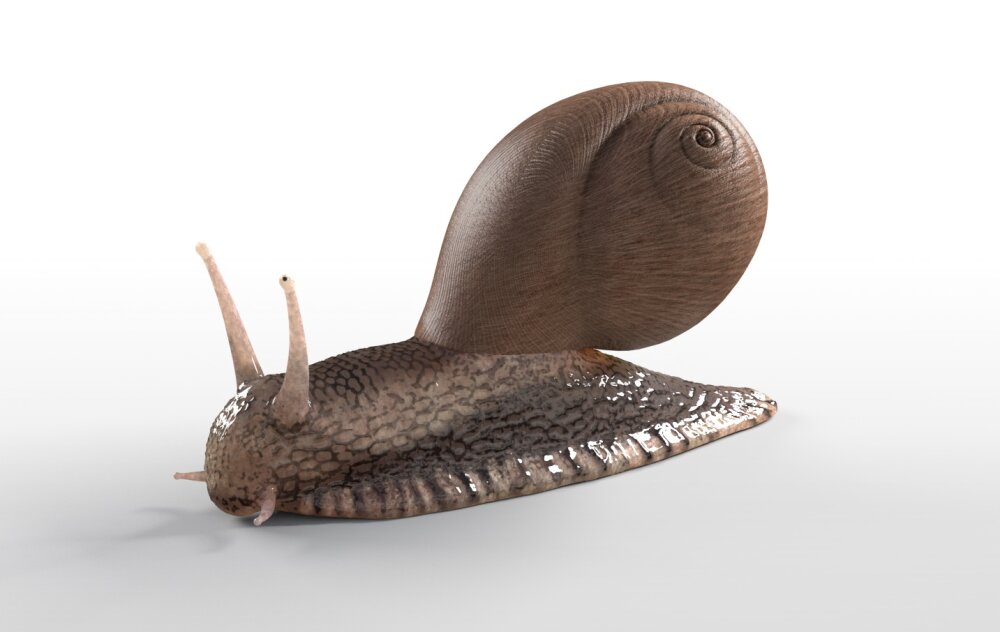 Snail C4D 3D model - Download Gastropoda on 3DModels.org