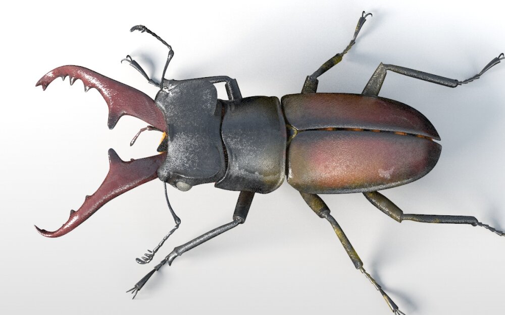Stag Beetle C4D 3D model - Download Insects on 3DModels.org