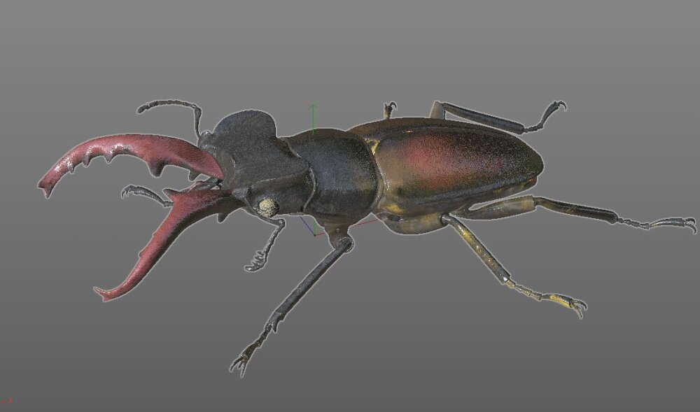 Stag Beetle C4D 3D model - Download Insects on 3DModels.org
