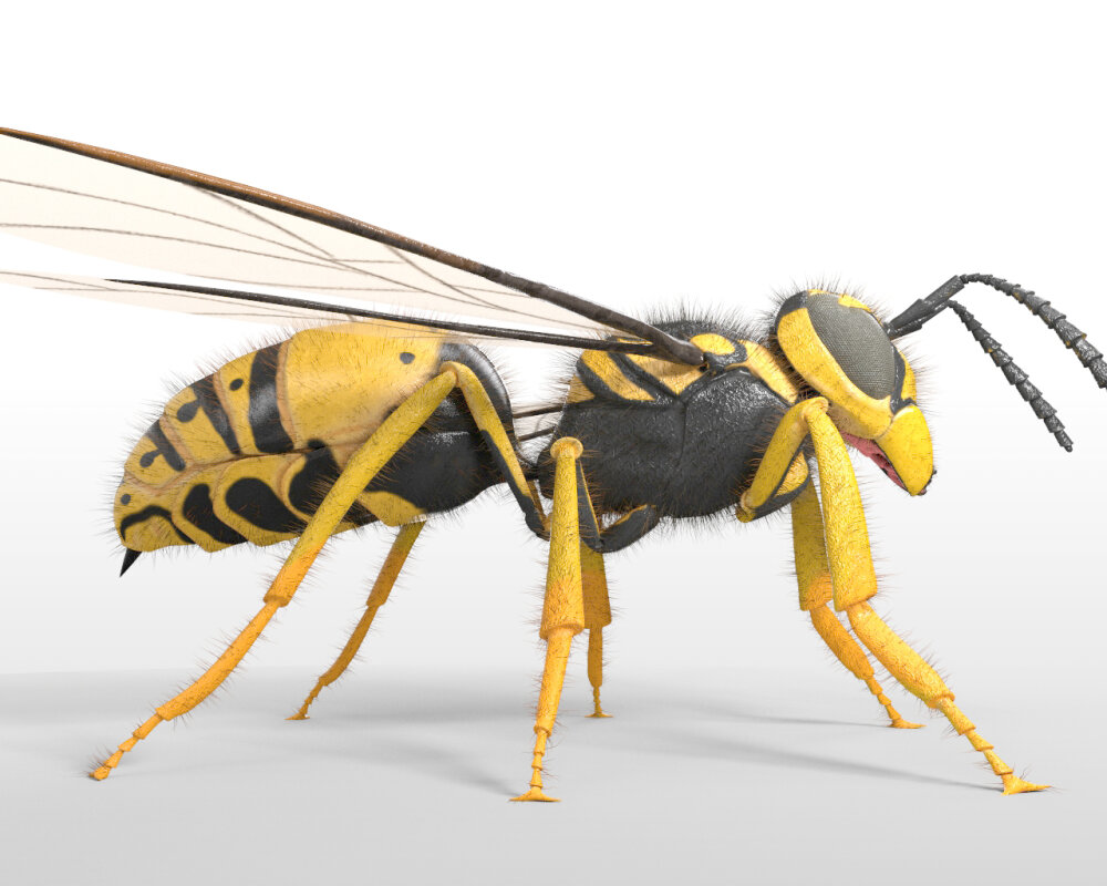 Wasp C4D 3D model - Download Insects on 3DModels.org