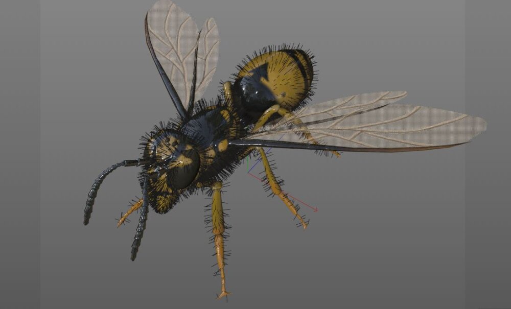 Wasp C4D 3D model - Download Insects on 3DModels.org