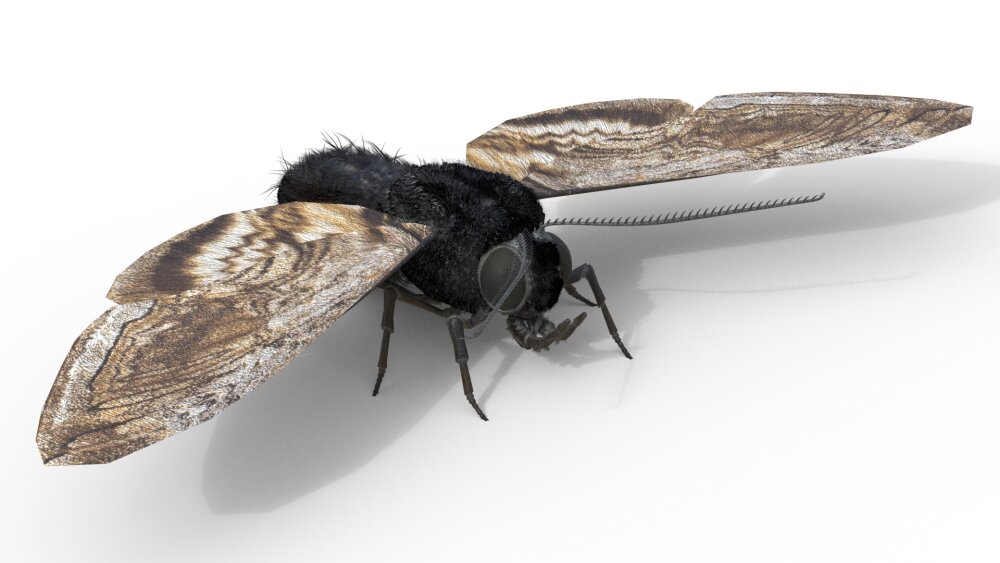 Moth Blend 3D model - Download Insects on 3DModels.org