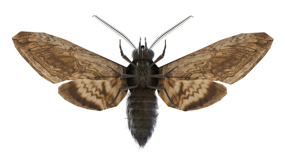 Moth Blend 3D model - Download Insects on 3DModels.org