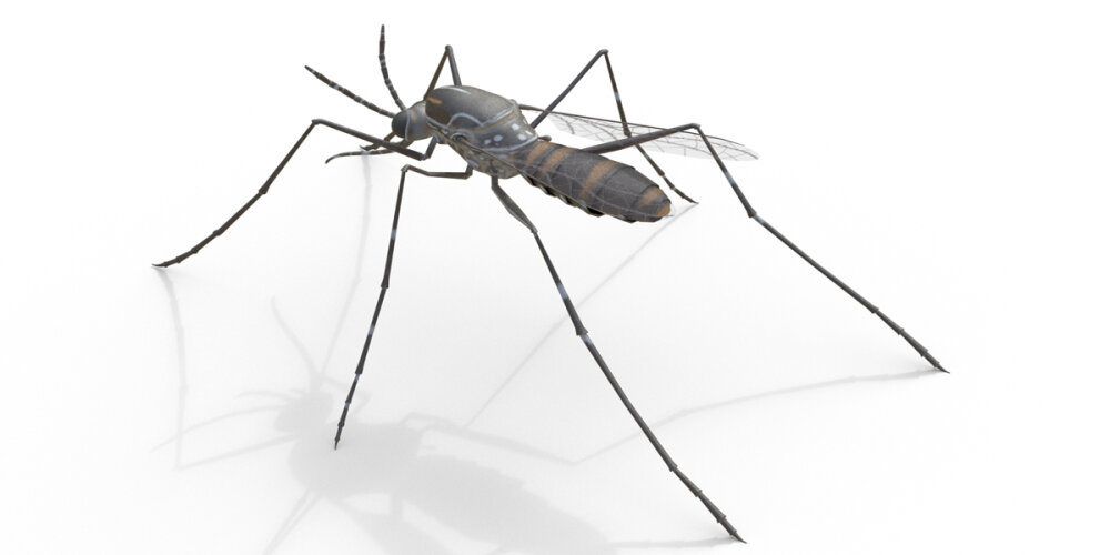 Mosquito Blend 3D model - Download Insects on 3DModels.org
