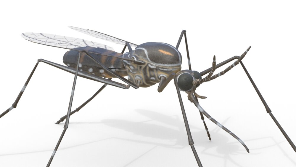 Mosquito Blend 3D model - Download Insects on 3DModels.org