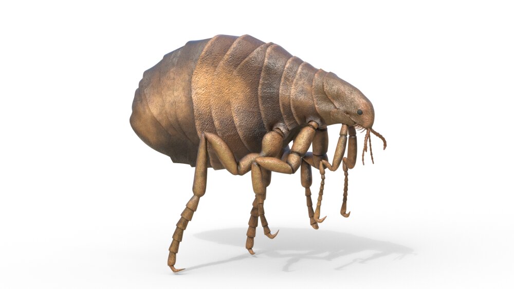 Flea Blend 3D model - Download Insects on 3DModels.org