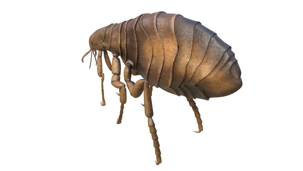 Flea Blend 3D model - Download Insects on 3DModels.org