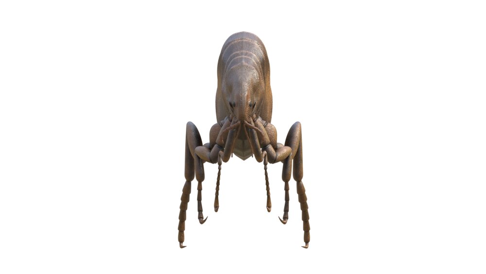 Flea Blend 3D model - Download Insects on 3DModels.org