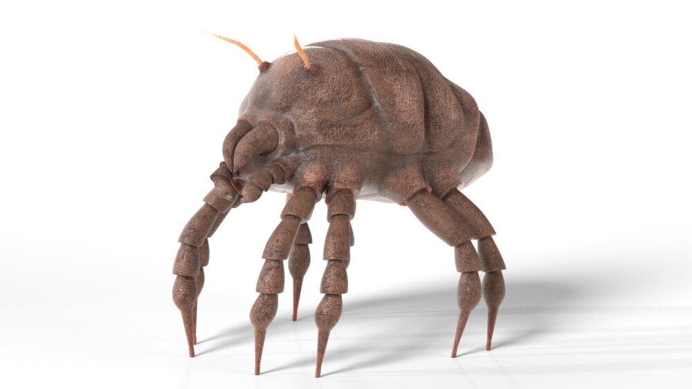 Dust Mite Blend 3D model - Download Arthropod on 3DModels.org