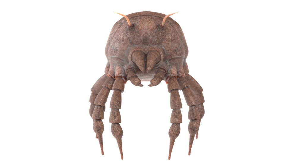 Dust Mite Blend 3D model - Download Arthropod on 3DModels.org