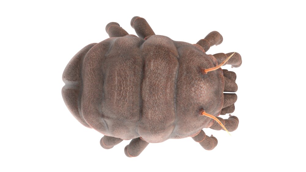 Dust Mite Blend 3D model - Download Arthropod on 3DModels.org