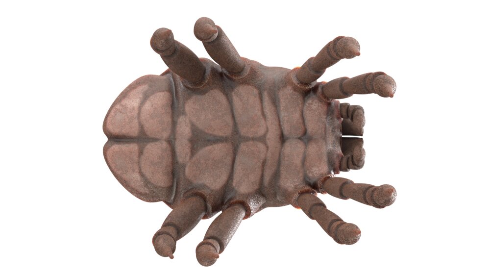 Dust Mite Blend 3D model - Download Arthropod on 3DModels.org