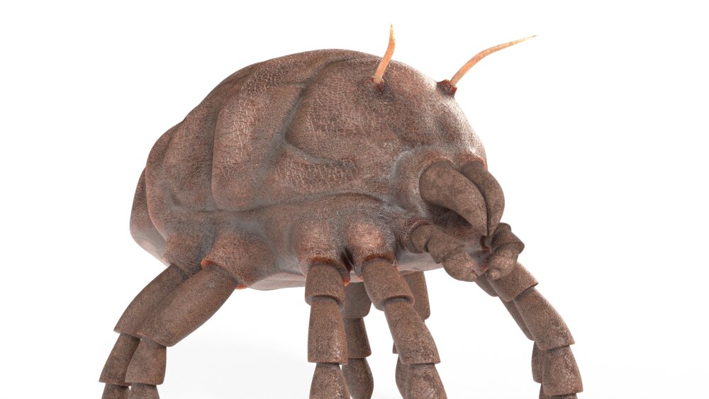 Dust Mite Blend 3D model - Download Arthropod on 3DModels.org