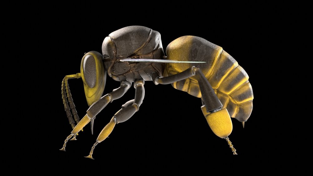 Bee Blend 3D model - Download Insects on 3DModels.org