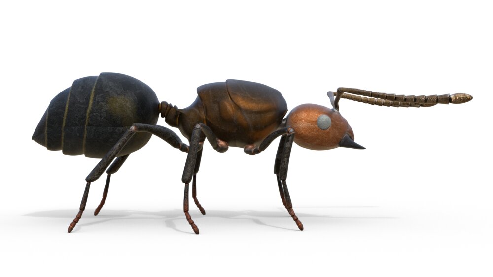 Ant Blend 3D model - Download Insects on 3DModels.org