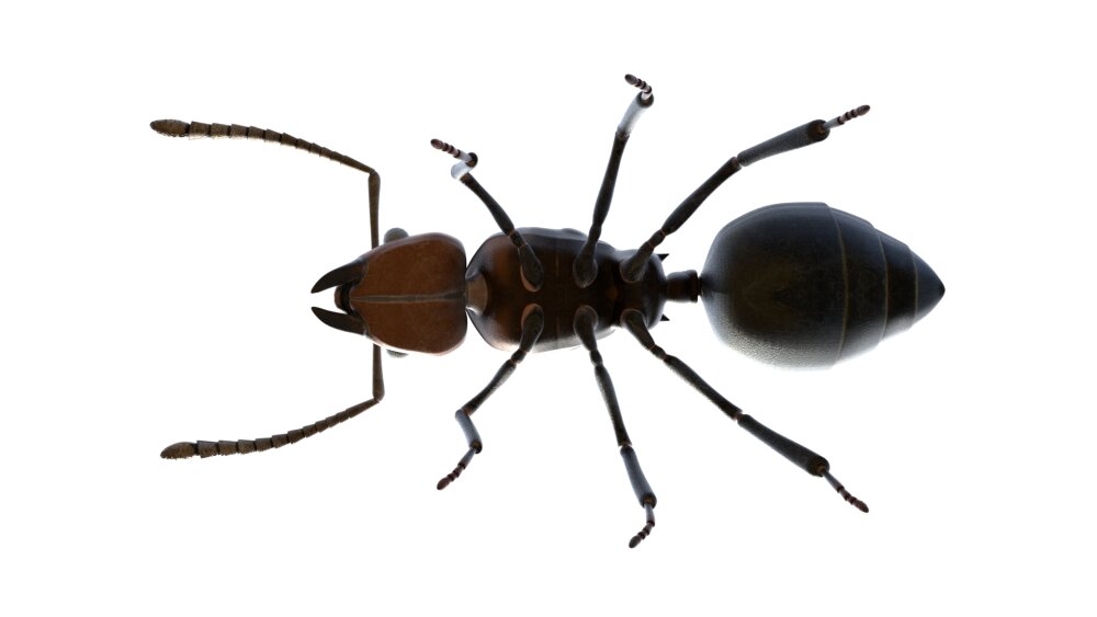 Ant Blend 3D model - Download Insects on 3DModels.org